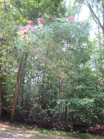 Tree Information- VA Big Trees