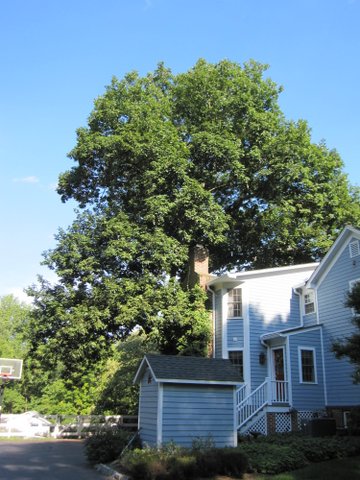 Tree Information- VA Big Trees