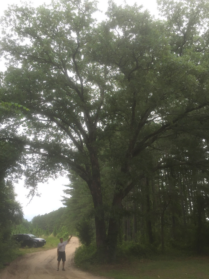 Tree Information- VA Big Trees