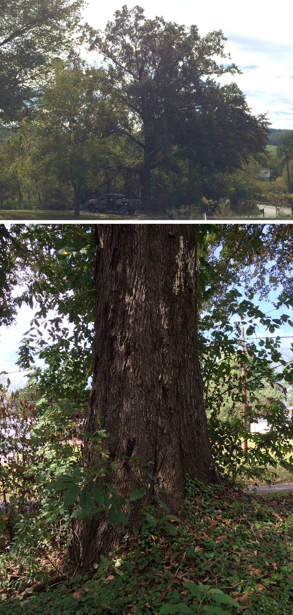 Tree Information- VA Big Trees