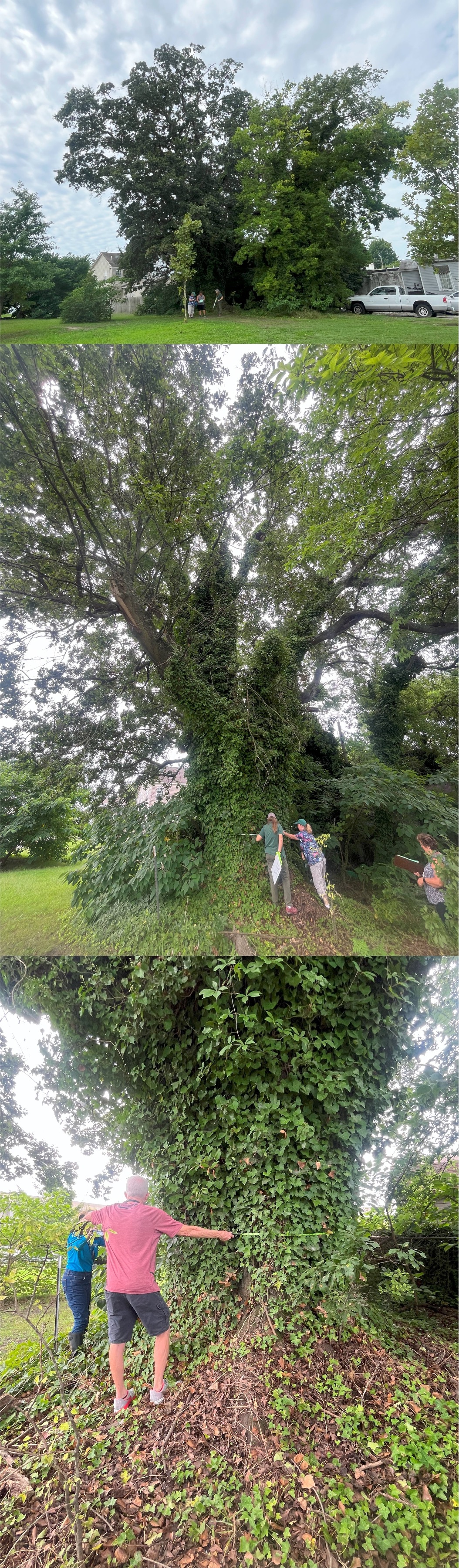 Tree Information- VA Big Trees