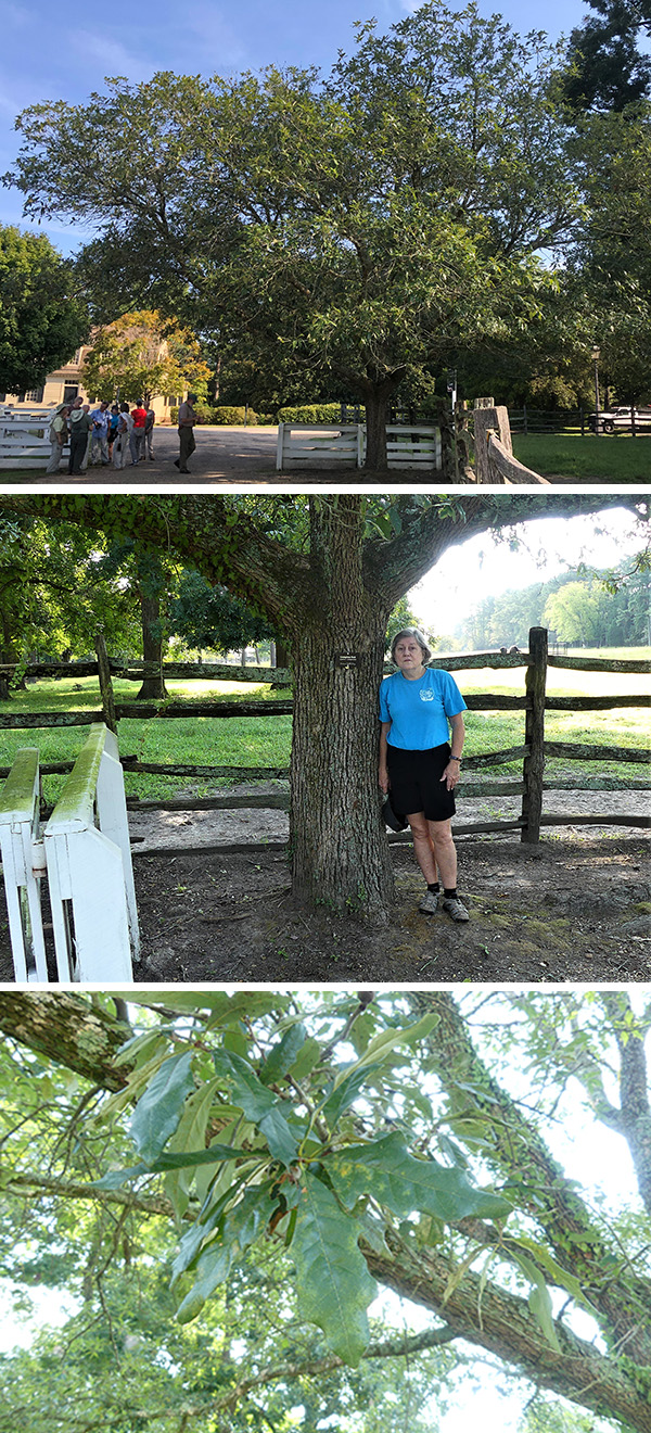 Tree Information- VA Big Trees
