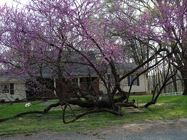 Tree Information- VA Big Trees