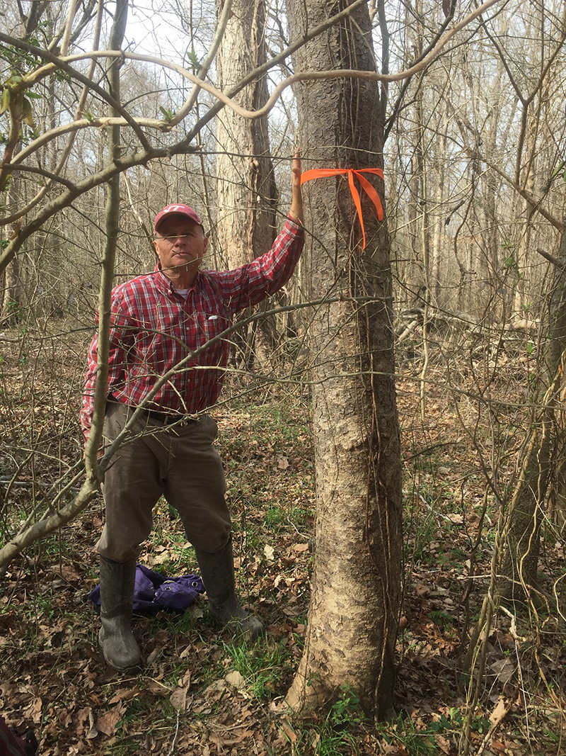 Tree Information- VA Big Trees