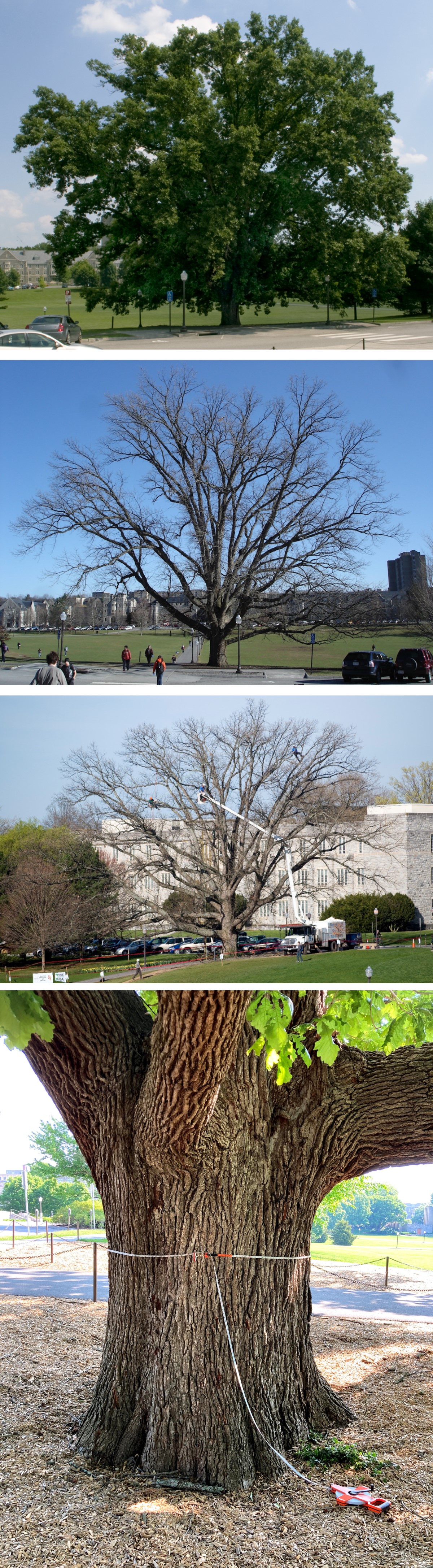 Tree Information- VA Big Trees